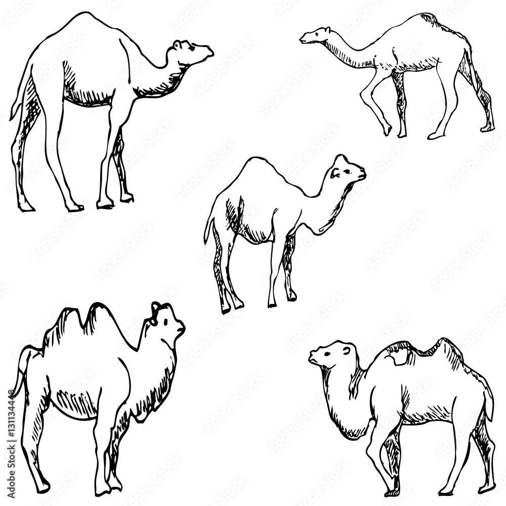 Camels. A sketch by hand. Pencil drawing Stock Vector | Adobe Stock
