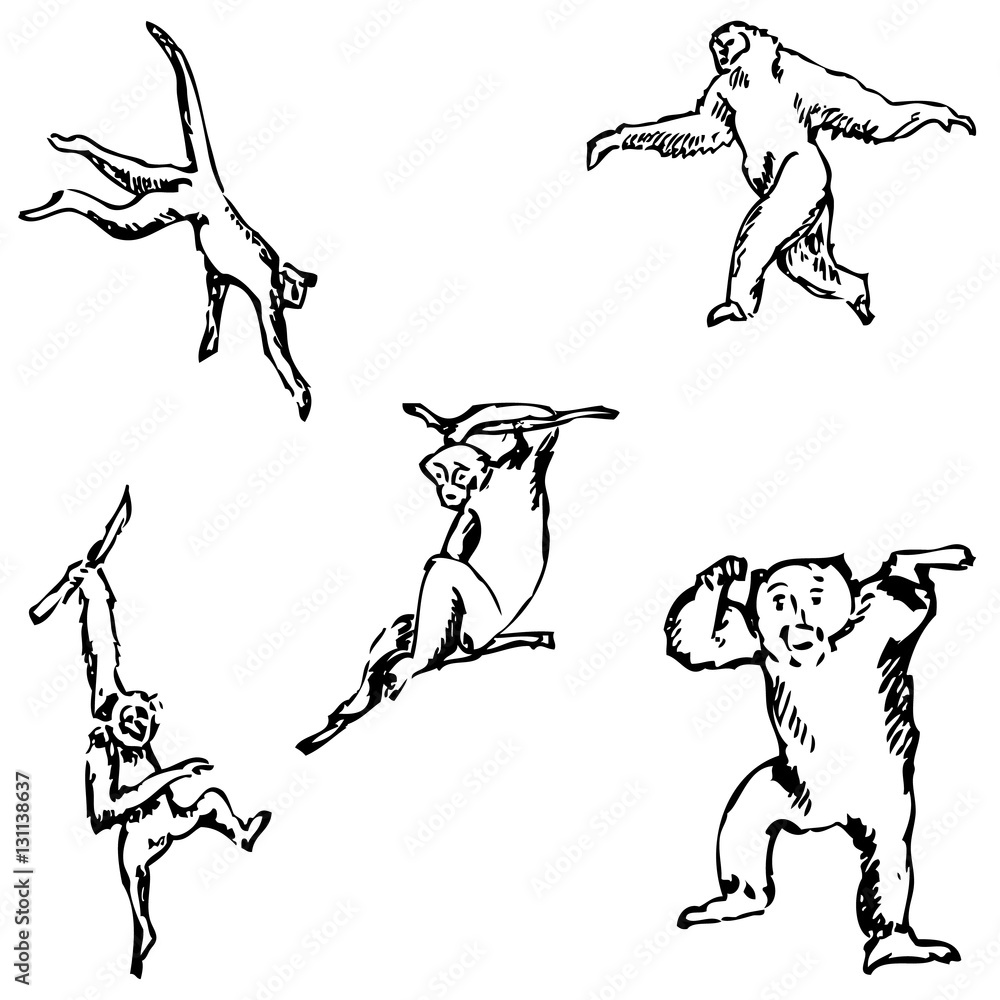 Monkey. A sketch by hand. Pencil drawing Stock Vector | Adobe Stock