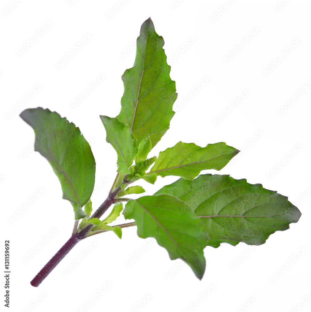 Holy basil or tulsi leaves isolated over white background Stock Photo ...