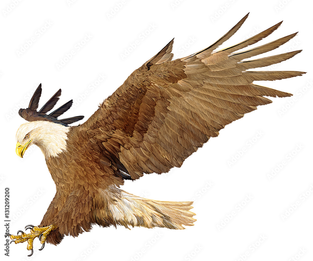 Bald eagle landing attack hand draw monochrome on white background ...