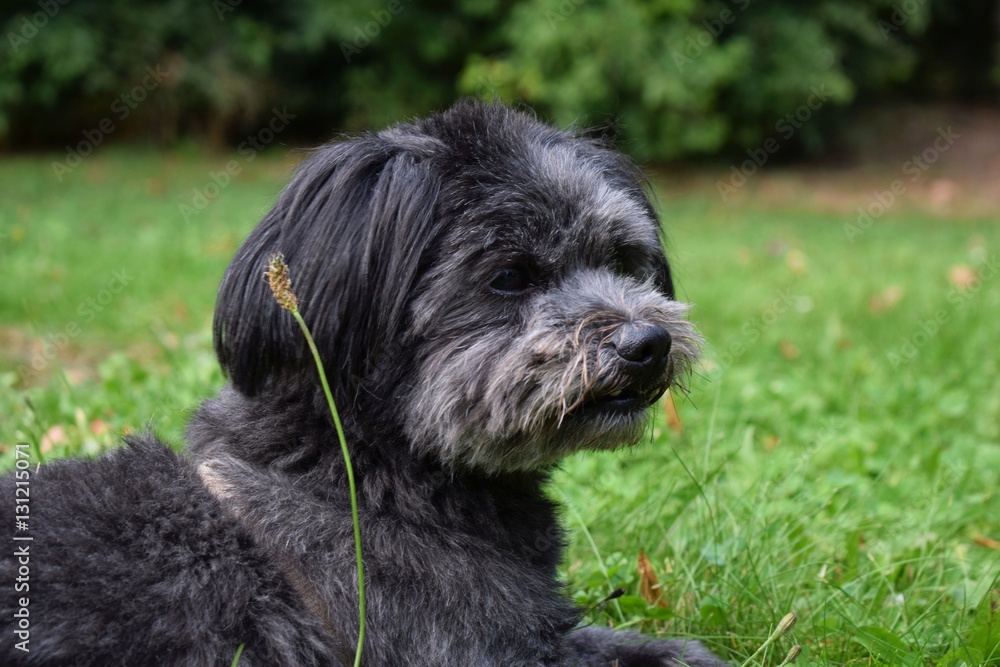 Schwarzer kleiner Hund Stock Photo | Adobe Stock