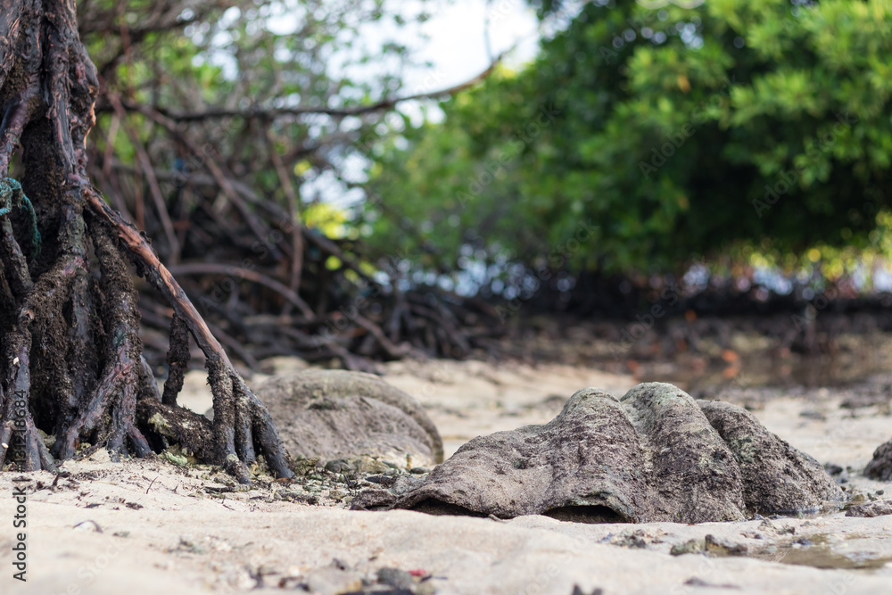 Giant ocean shell outside on the tropical island Nusa Lembongan ...