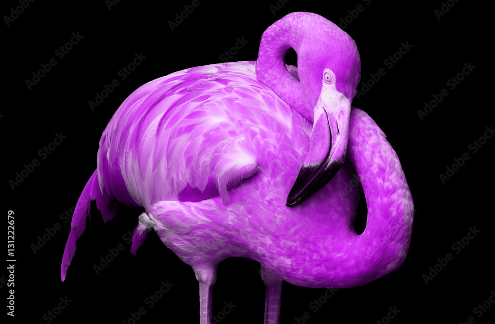 Flamingo in purple Stock Photo | Adobe Stock