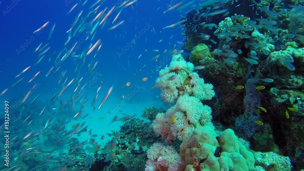 Underwater Colorful Tropical Reef And Glassfish. Picture of Sweepers ...