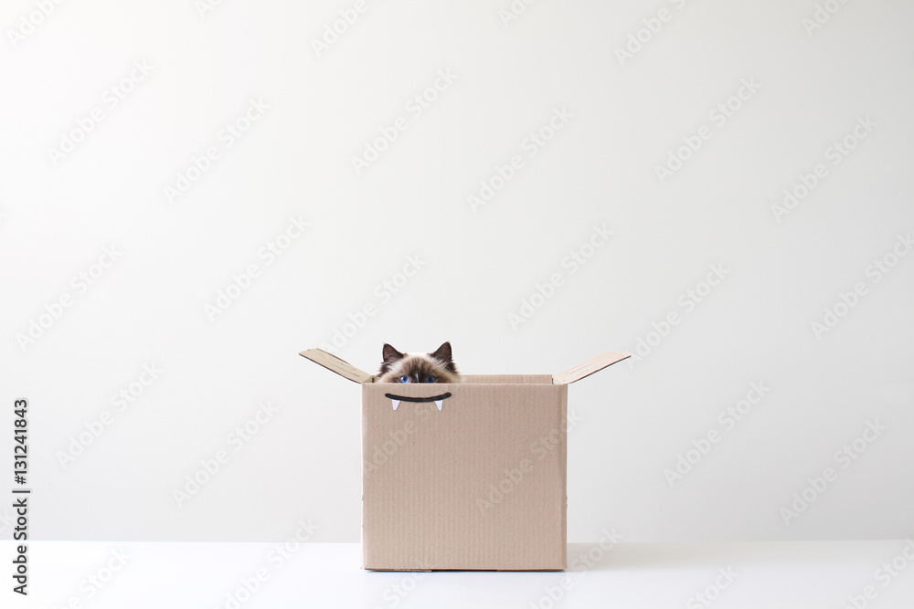 Ragdoll cat hiding in cardboard box with vampire teeth drawing Stock ...