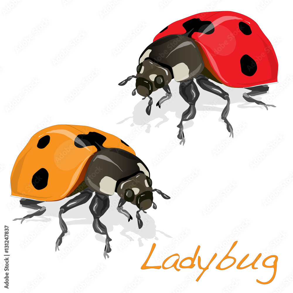 Ladybug illustration Stock Illustration | Adobe Stock