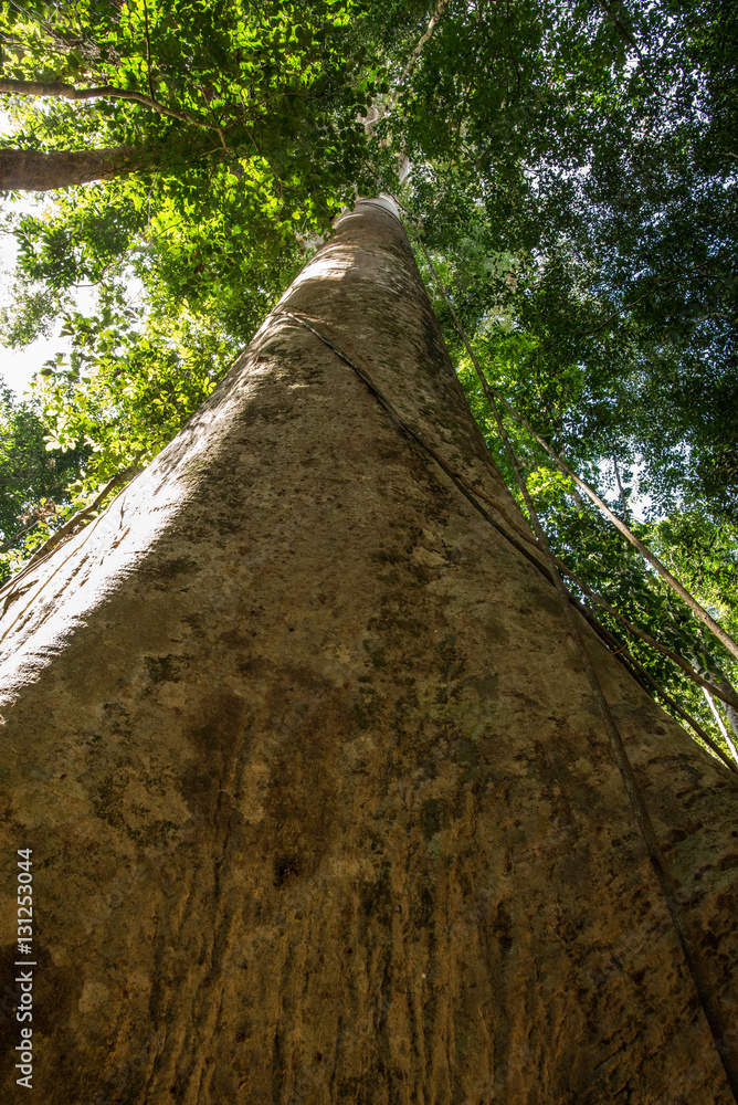 Giant tree in the jungle. Taman Negara national park in Malaysia Stock ...
