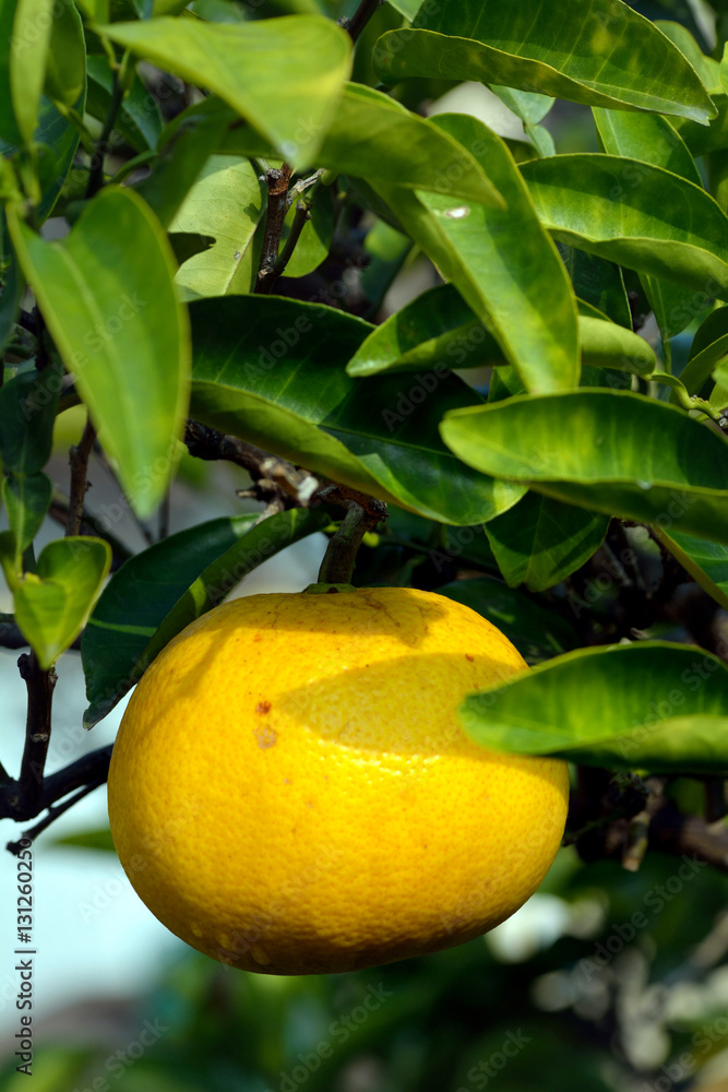 The Hassaku orange-Citrus hassaku- has become yellow in Fukuoka city ...
