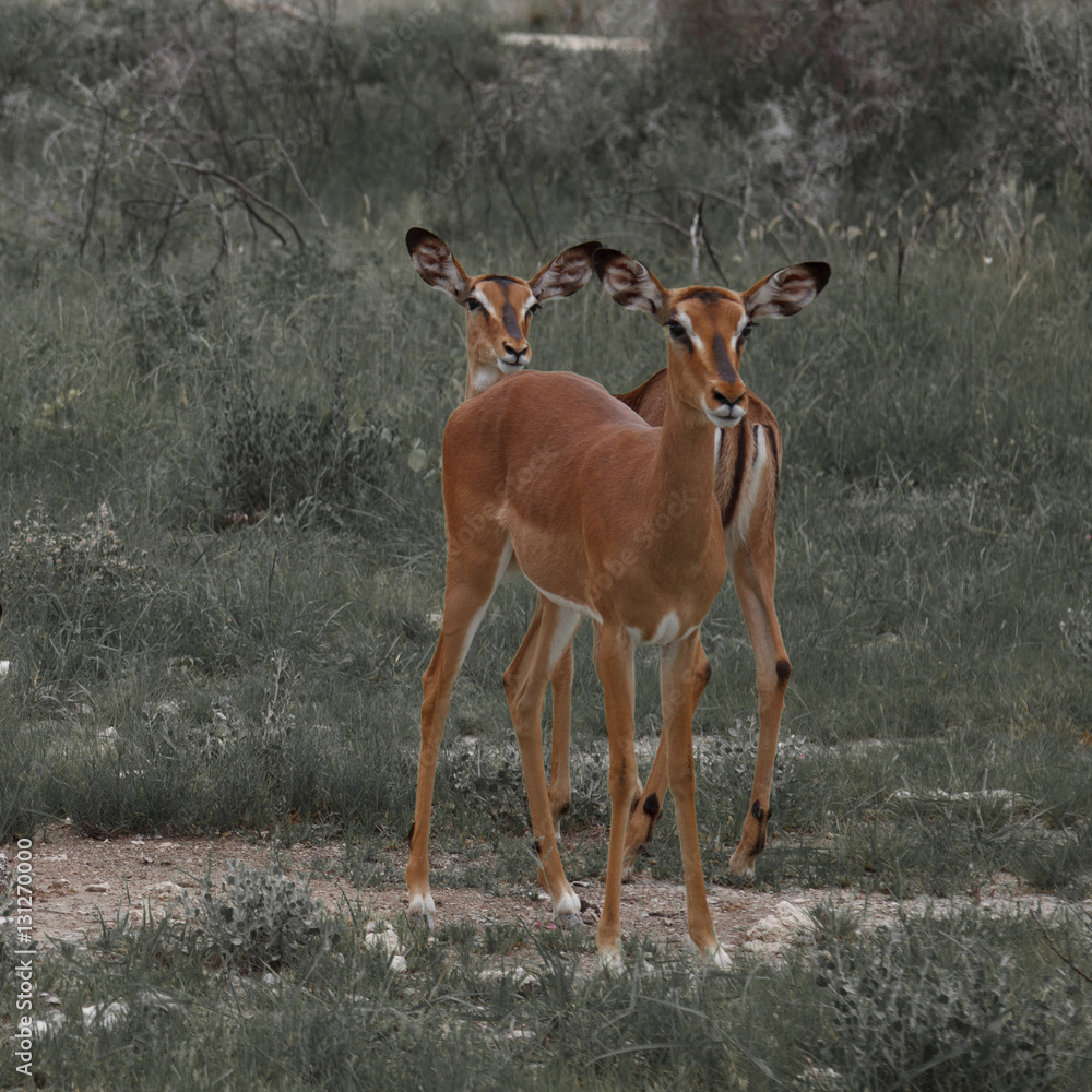 huge family herd springbok grazing in the bushes in the Etos Stock ...