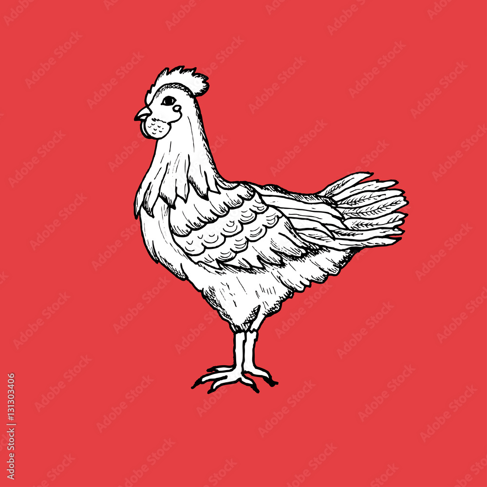 hand drawn chicken Stock Vector | Adobe Stock