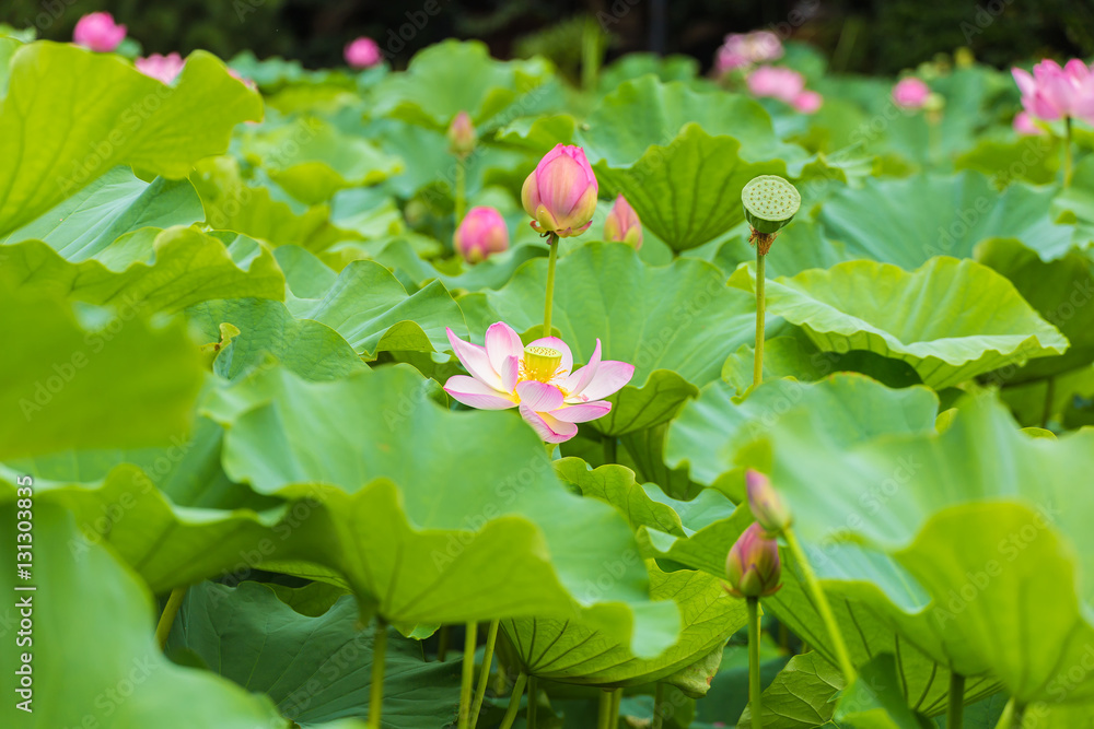 The Lotus Flower.Background is the lotus leaf and lotus flower and ...