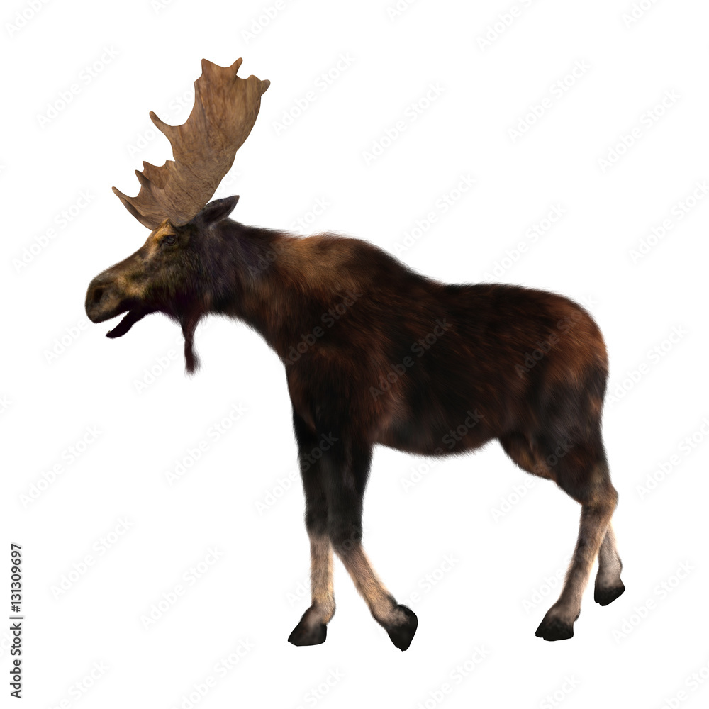 Illustrazione Stock 3D Rendering Moose on White | Adobe Stock