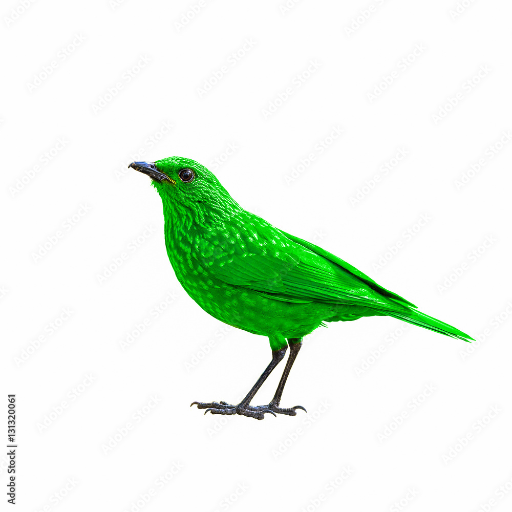 Colorful bird isolated with white background, Green bird. Stock Photo ...