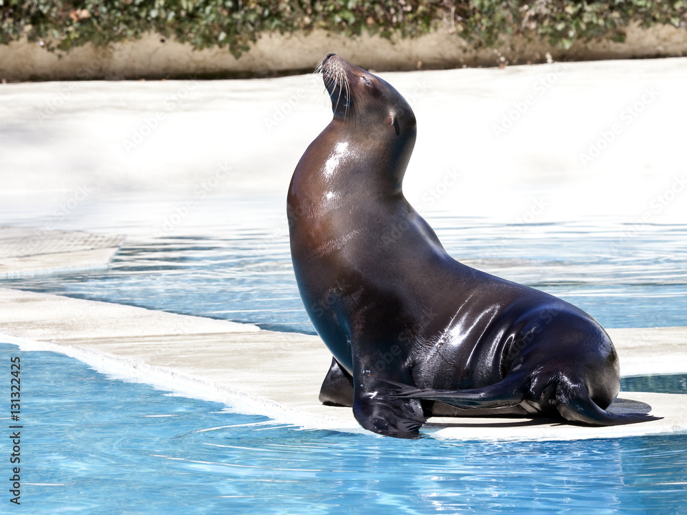 Otarie au soleil, Sea Lion (zalophus californianus) Stock-Foto | Adobe ...