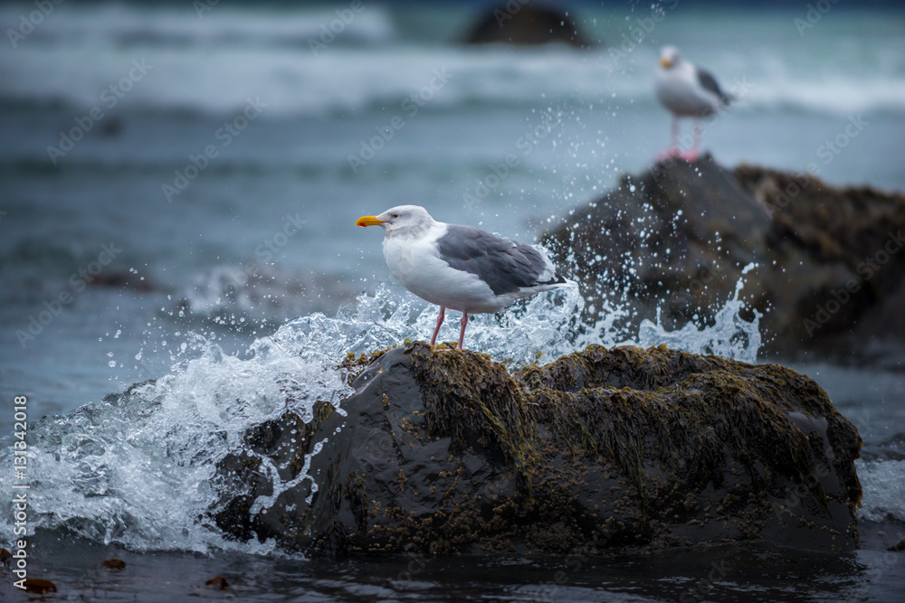 Oregon Coast Birds Stock Photo | Adobe Stock