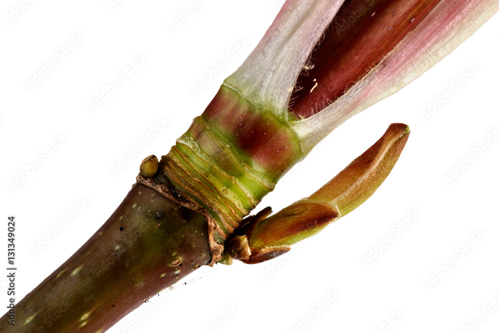 New growth on a big leaf maple (acer macrophyllum) branch showing ...
