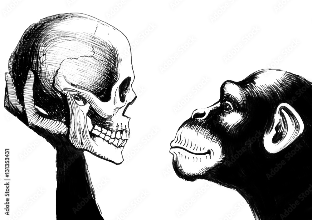 Chimp and skull Stock 일러스트레이션 | Adobe Stock