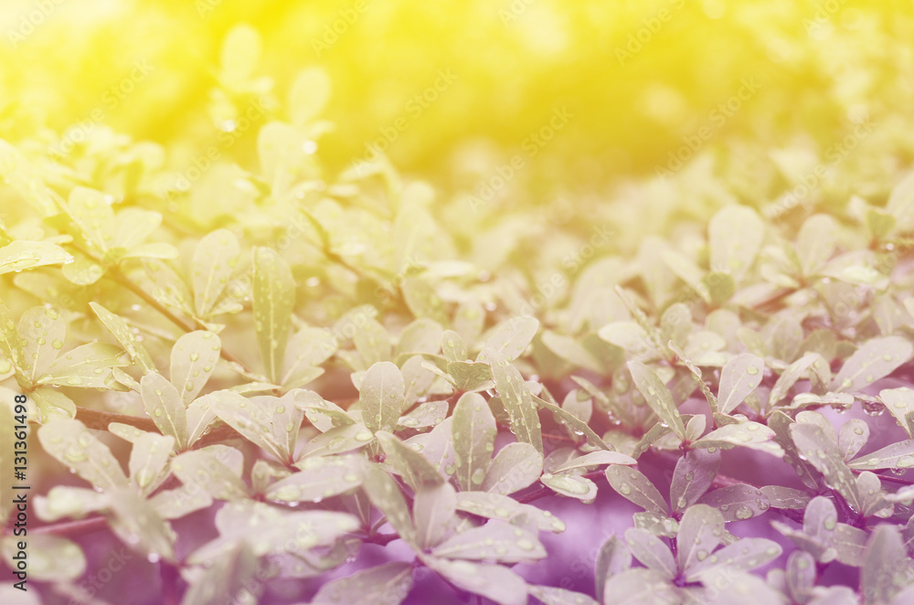 blur flower background with color filter Stock Photo | Adobe Stock