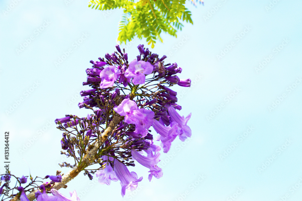 Jacaranda is a genus of 49 species of flowering plants in the family ...