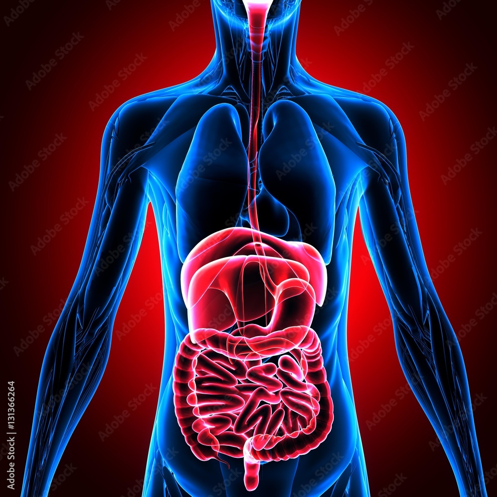Poster 3D illustration of Male Digestive System, Human Anatomy. – Wall ...