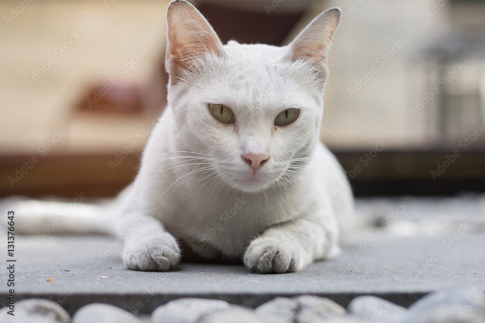 Serious Face Cat