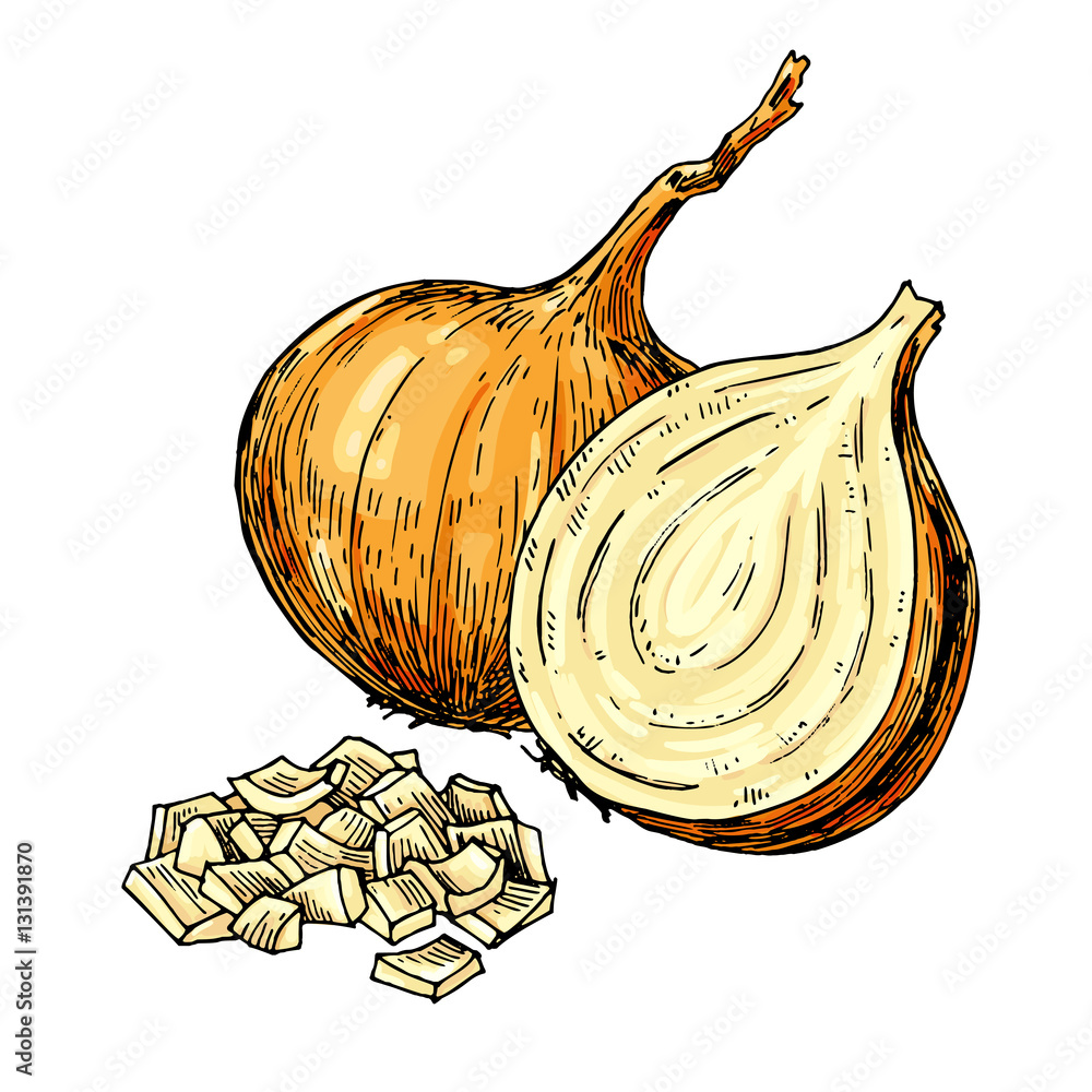 Vecteur Stock Yellow Onion hand drawn vector illustration. Isolated ...