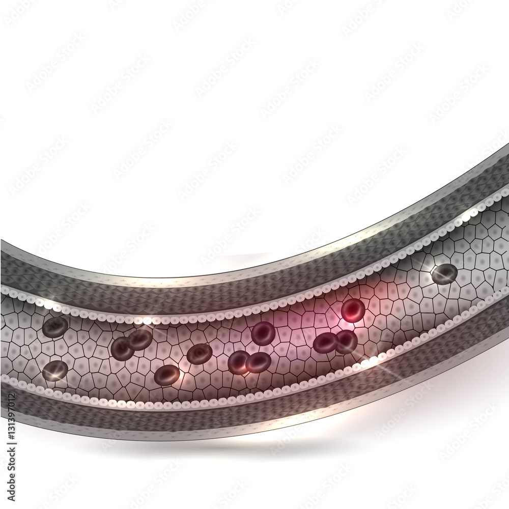 Healthy artery closeup anatomy, artery layers detailed illustration on ...