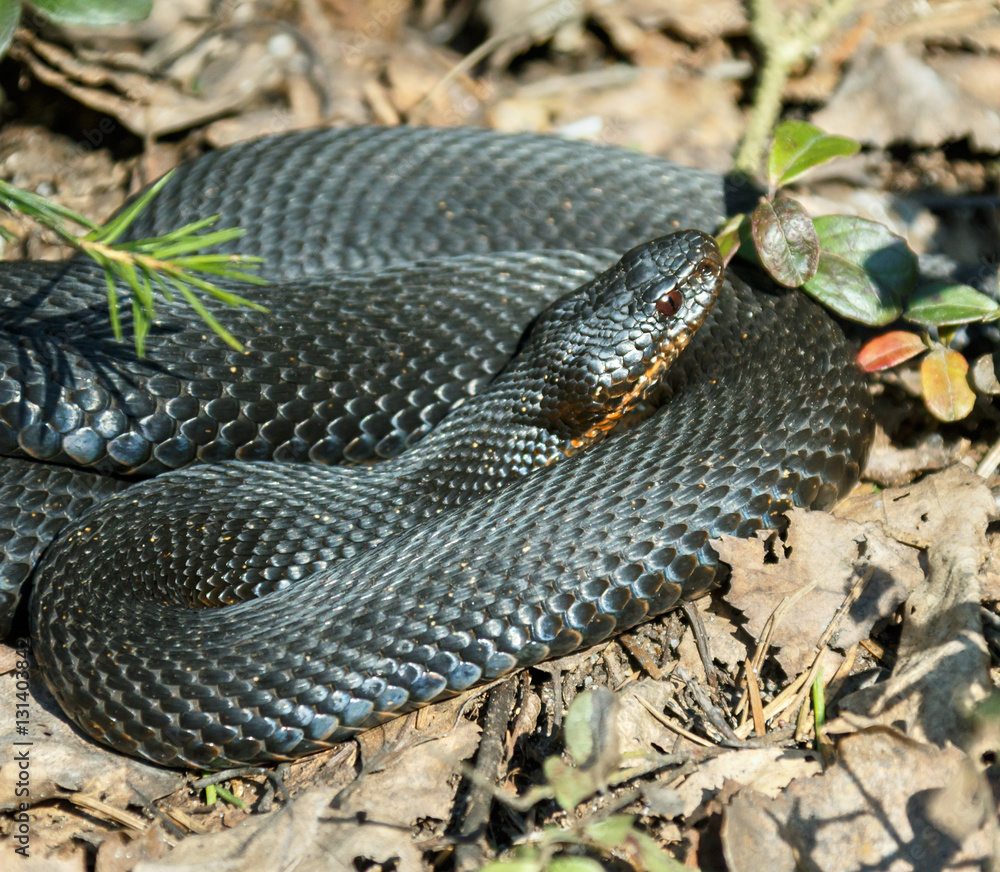 Blackadder Snake