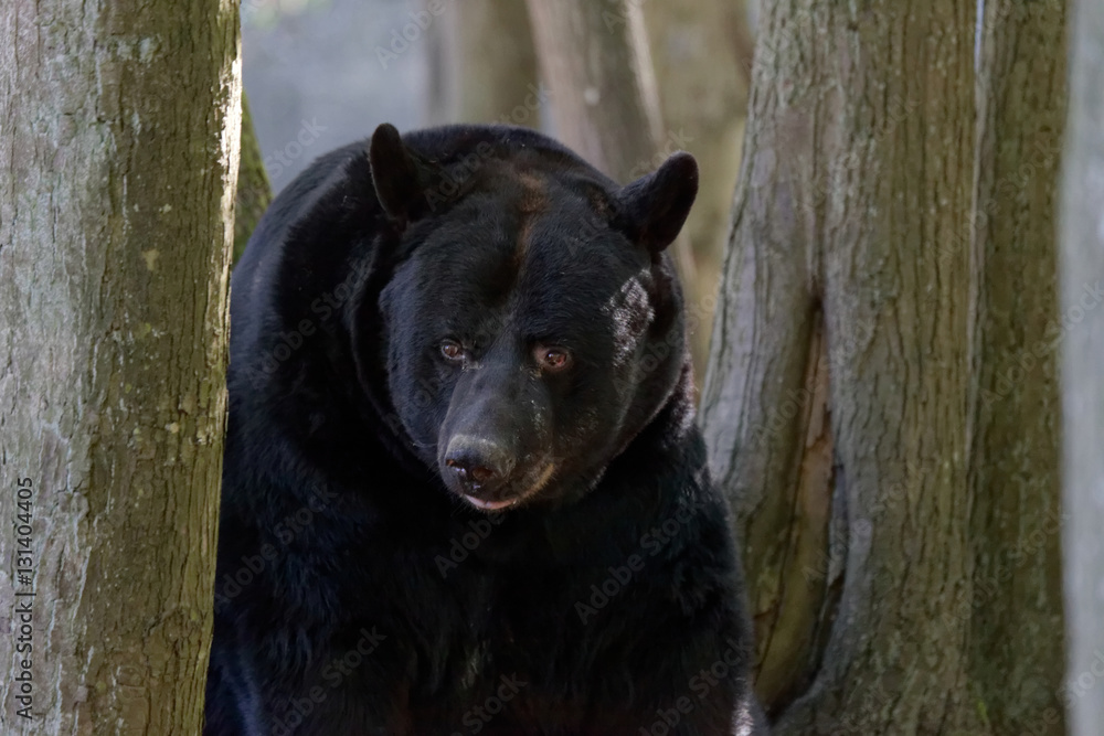 Ursus americanus, Baribal, Black bear (Ursus americanus) Stock Photo ...