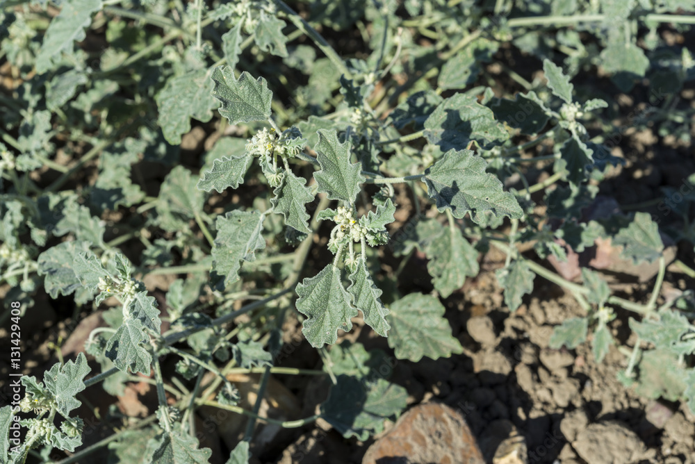 Plants of turnsole, Chrozophora tinctorea, growing on a ploughed field ...