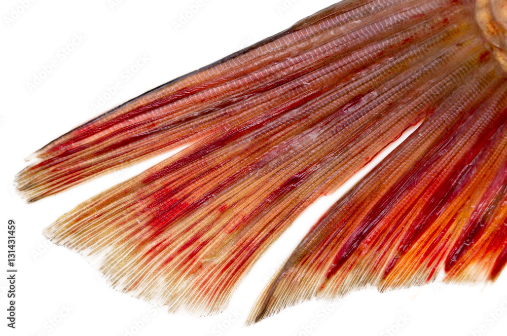 fish tail on a white background Stock Photo | Adobe Stock
