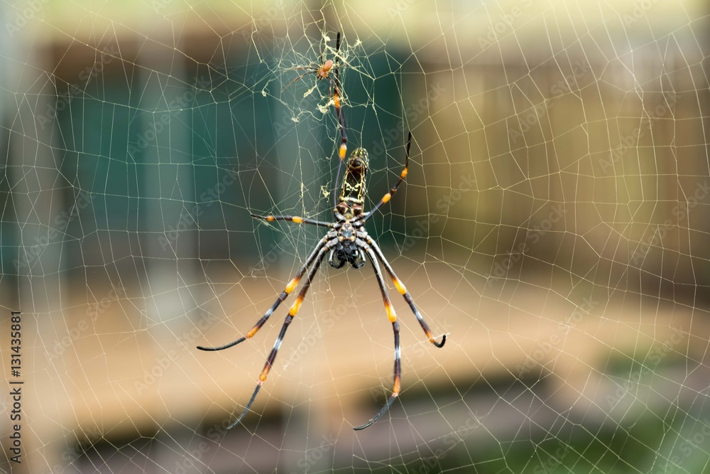 close-up big cobweb with the branch in it and the bright backgro Stock ...