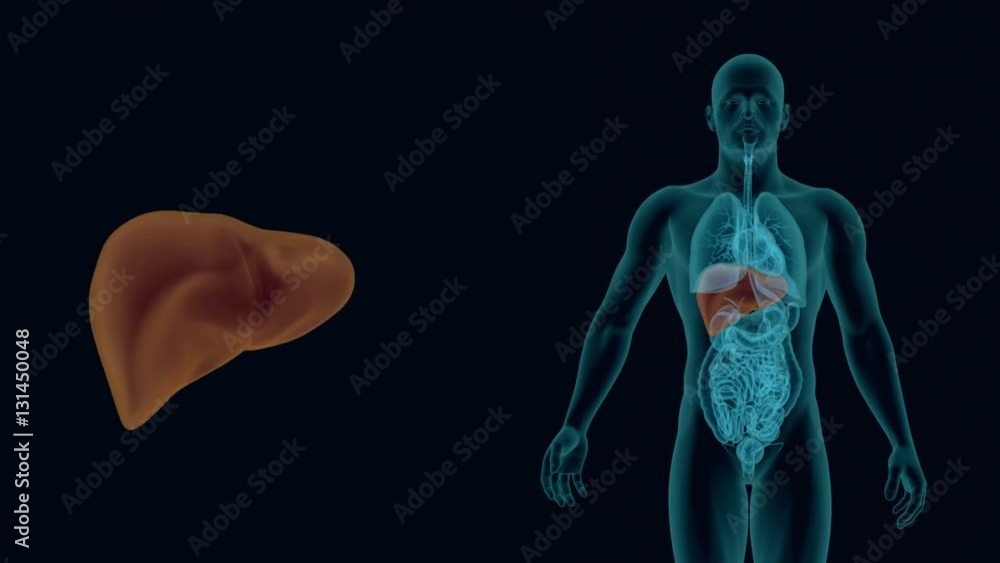 anatomy of human liver with digestive organs in x-ray view 3d render ...