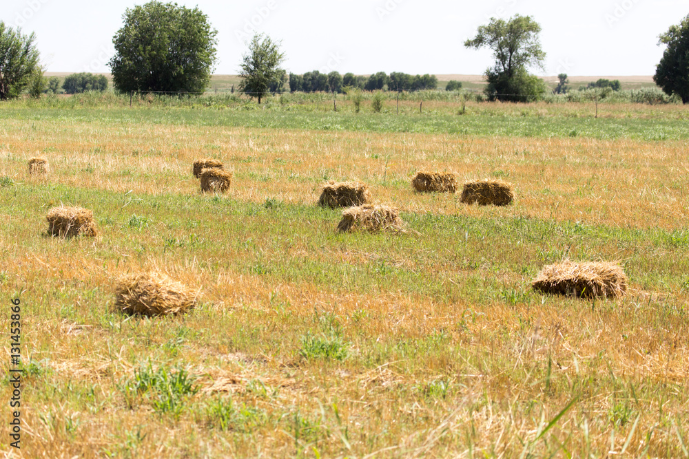 bundle of hay on the field Stock Photo | Adobe Stock