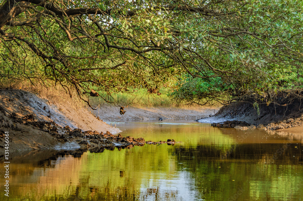 Young mangrove trees in forest Salim Ali Bird Sanctuary, Goa, India ...
