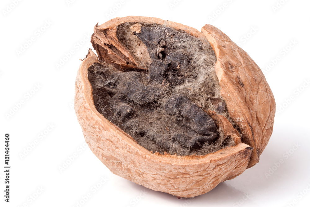 spoiled walnut with mold isolated on white background closeup Stock ...