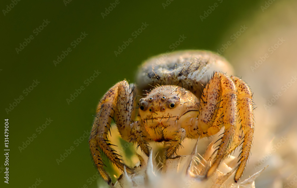 Small hair laterigrade spider Stock Photo | Adobe Stock