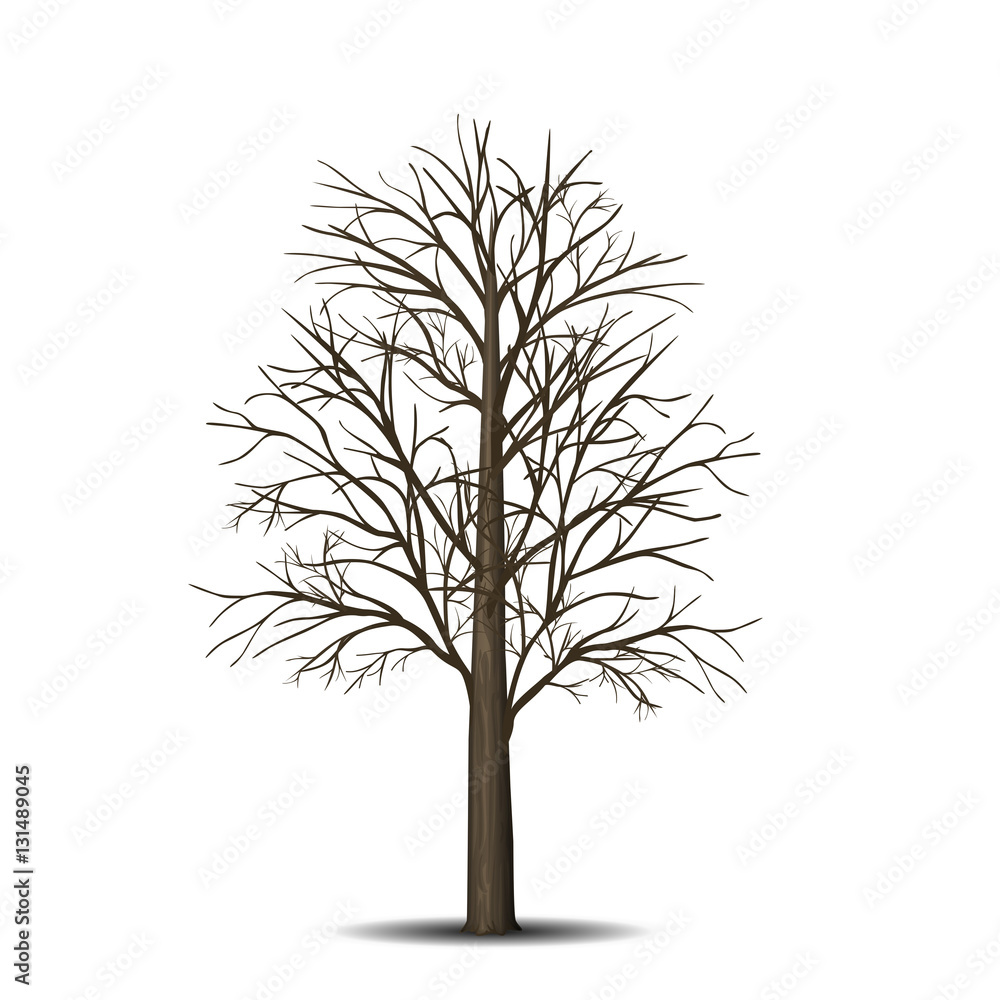 detached tree without leaves with shadow Stock Vector | Adobe Stock