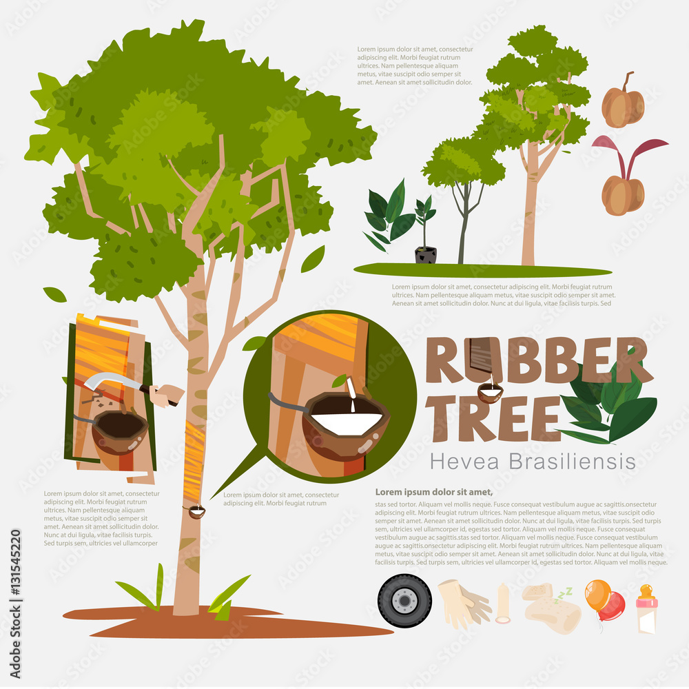 Rubber tree or Hevea brasiliensis with detail infographic elemen Stock ...