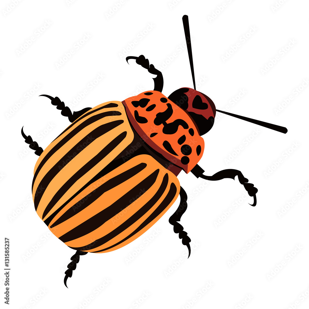 illustration nature potato colorado vector animal beetle Stock Vector ...
