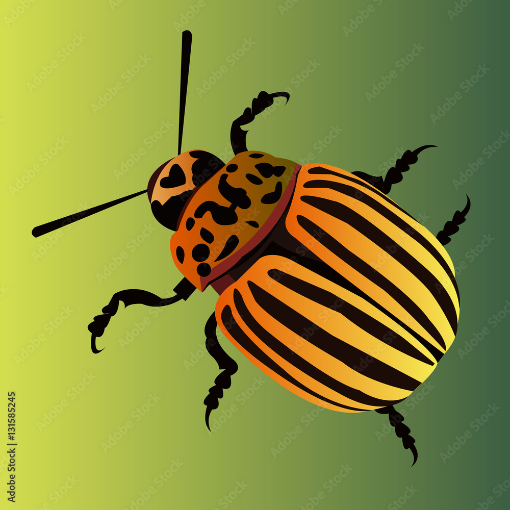 illustration nature potato colorado vector animal beetle Stock Vector ...