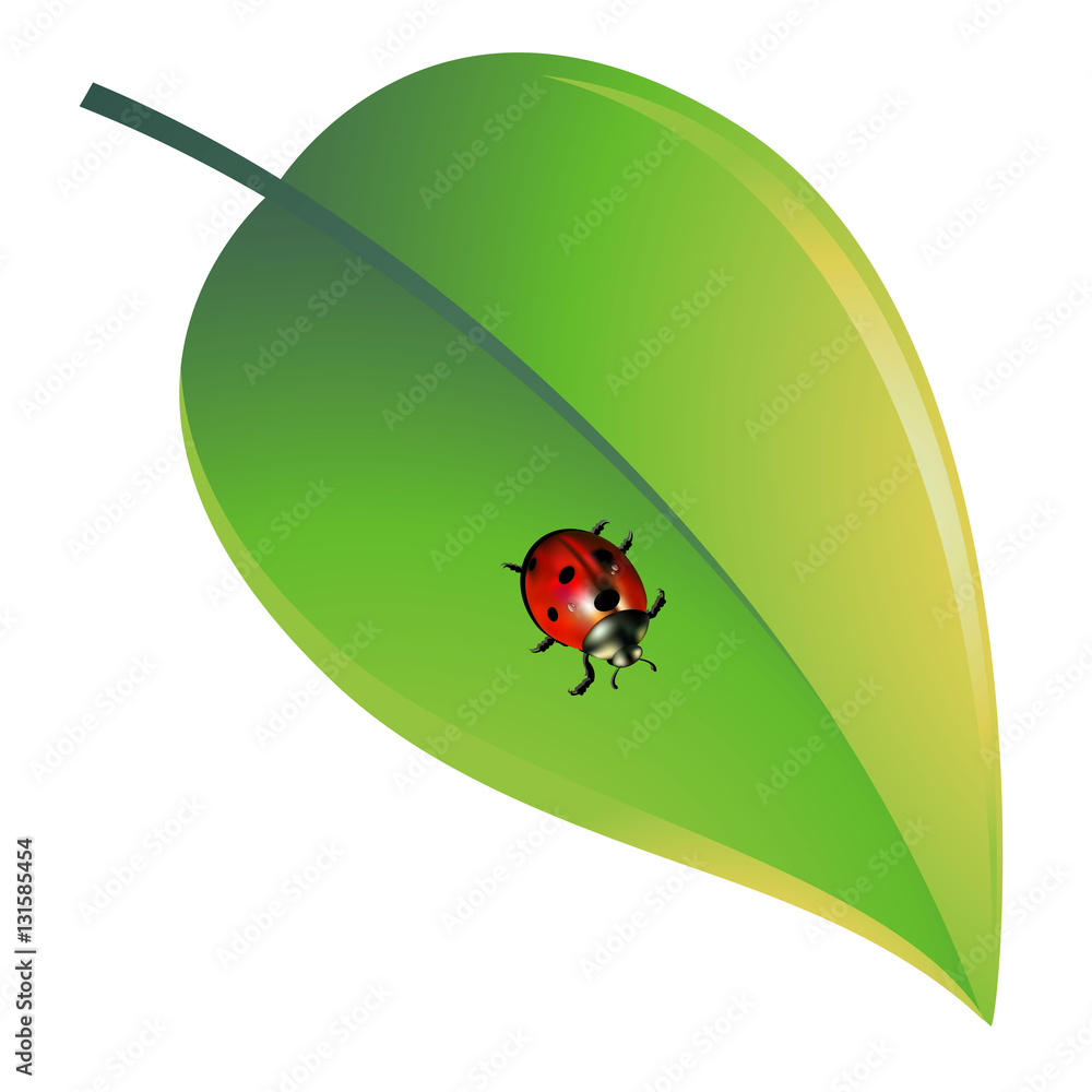 Ladybug Vector Red Illustration Colored Beetle Insect Stock Vector