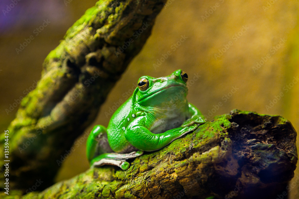 Gazing Australian frog. A very important person - Litoria caerulea ...