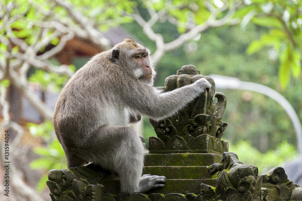 Balinese long-tailed monkey. The Ubud Monkey Forest is a nature reserve ...