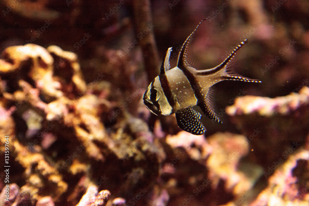 Banggai Cardinalfish Pterapogon kauderni in a mangrove swamp. Stock ...