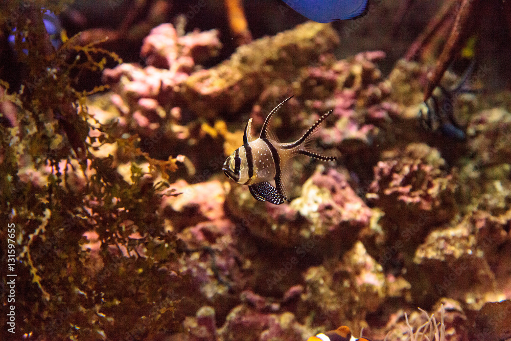 Banggai Cardinalfish Pterapogon kauderni in a mangrove swamp. Stock ...
