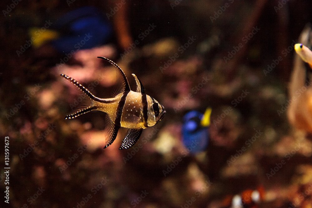 Banggai Cardinalfish Pterapogon kauderni in a mangrove swamp. Stock ...