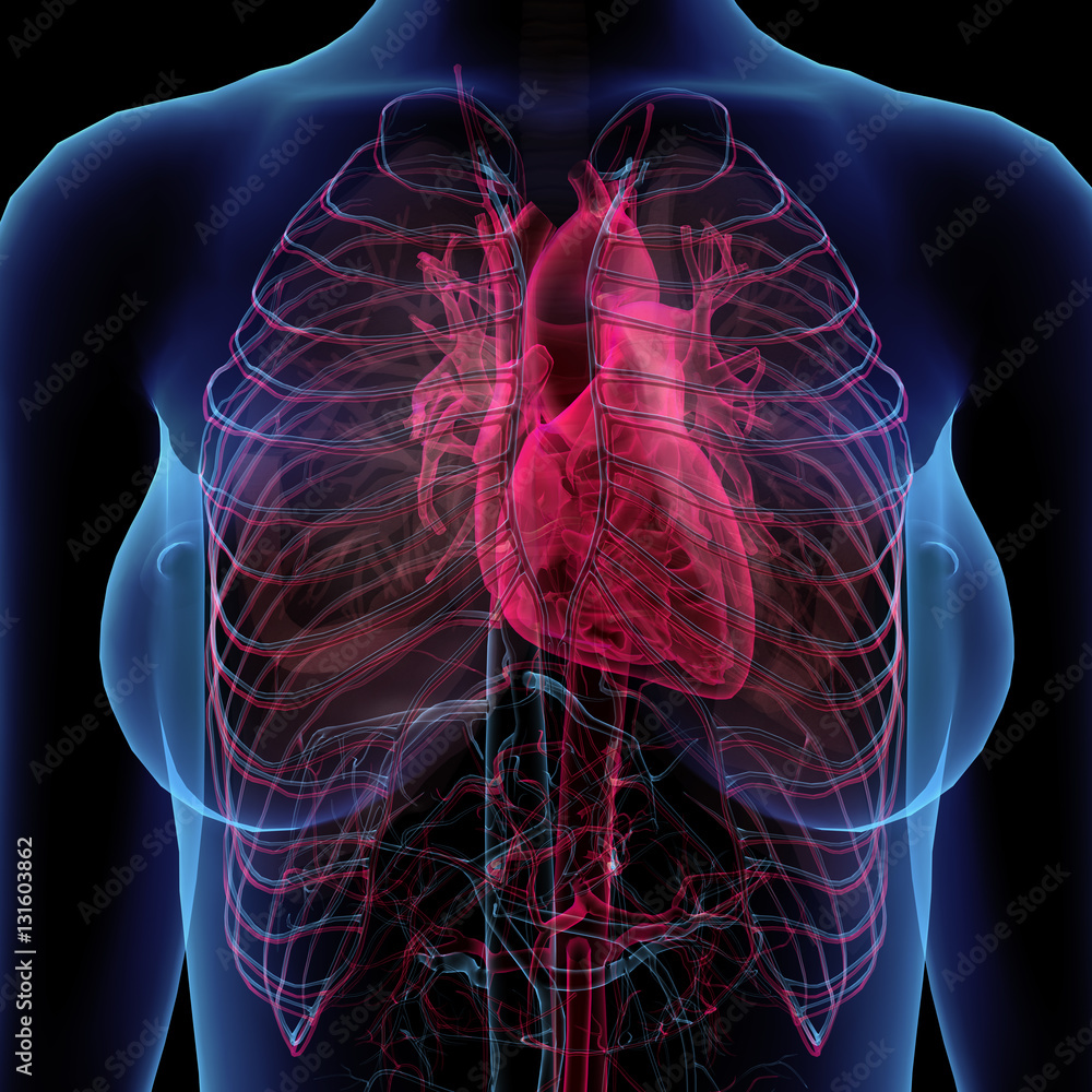 Female Chest and Glowing Heart in Frontal X-ray View Stock Illustration ...