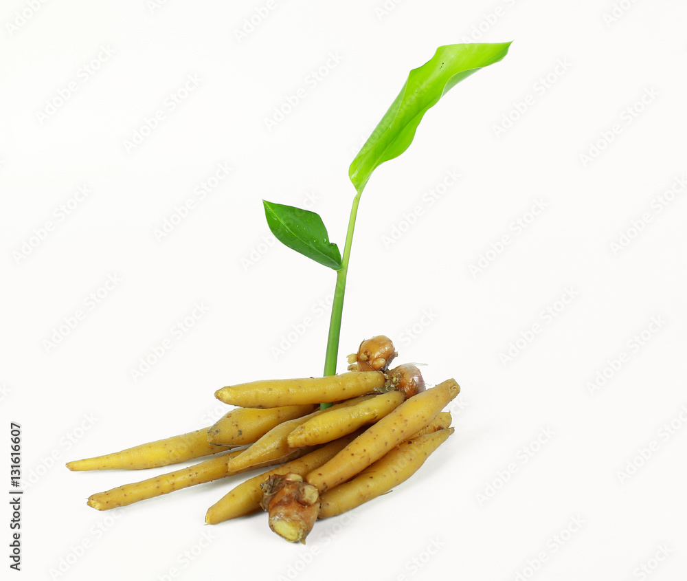 finger root Ingredients for Thai Cuisine on white background Stock-Foto ...