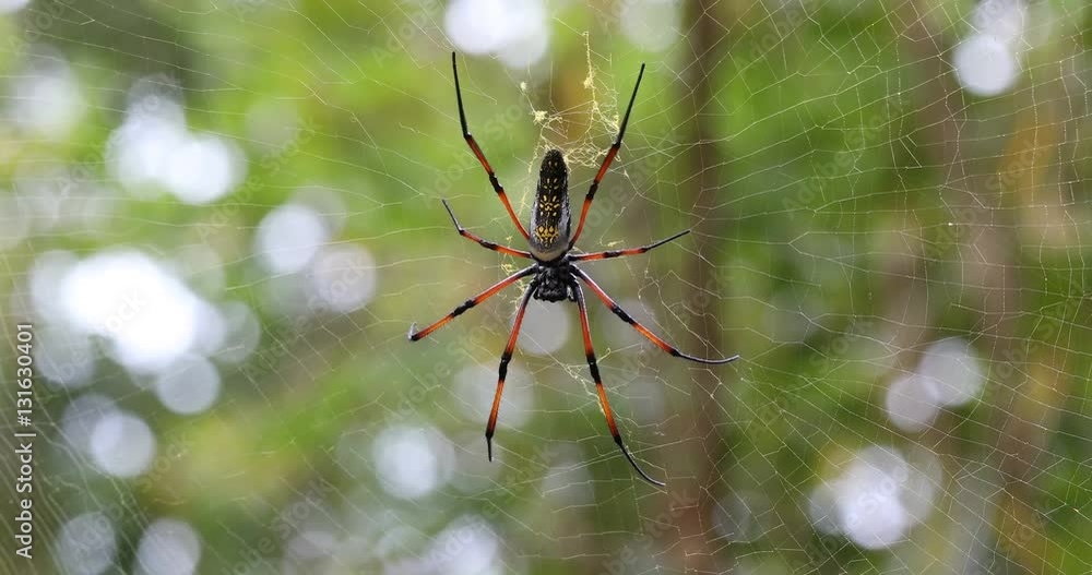 Golden silk orb-weaver, Giant spider on web. Nosy Mangabe, Toamasina ...